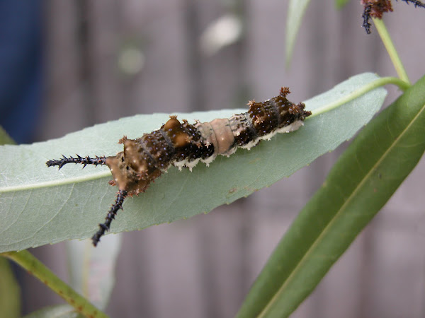 Viceroy butterfly larva | Project Noah
