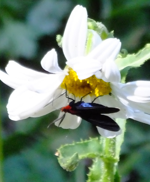 red shouldered ctenucha moth | Project Noah