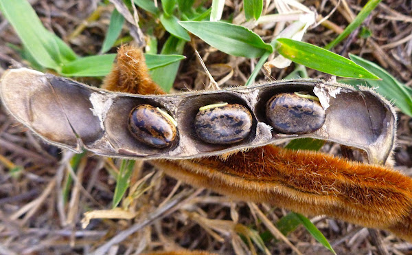 Urticating Bean Pods | Project Noah