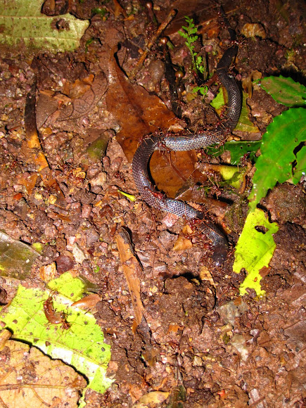 Army ants eating a snake | Project Noah