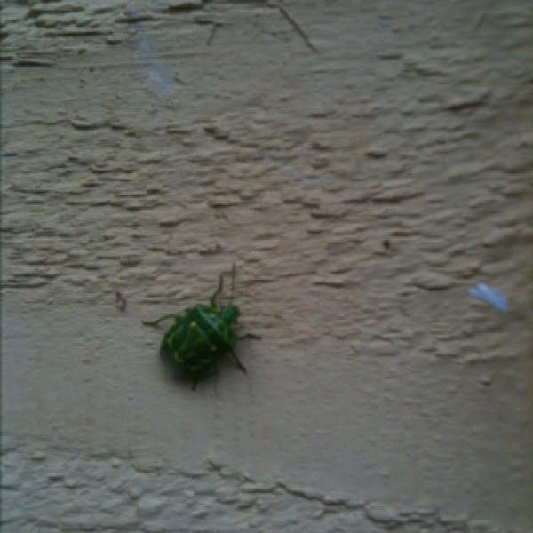 Juniper Stink Bug | Project Noah