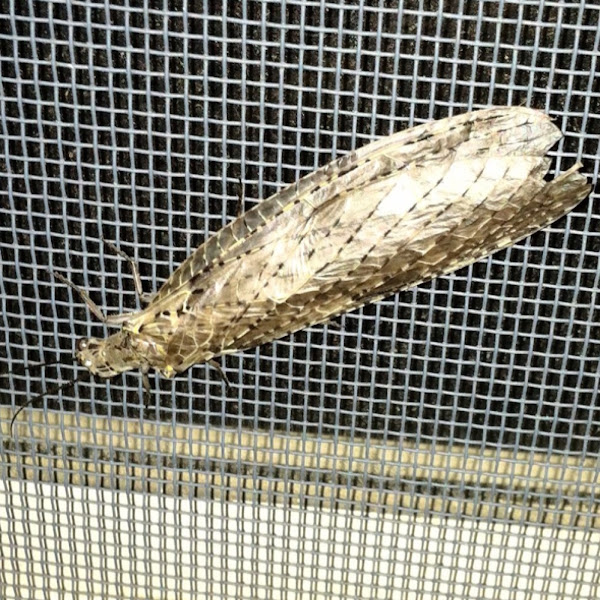 Giant Stonefly | Project Noah