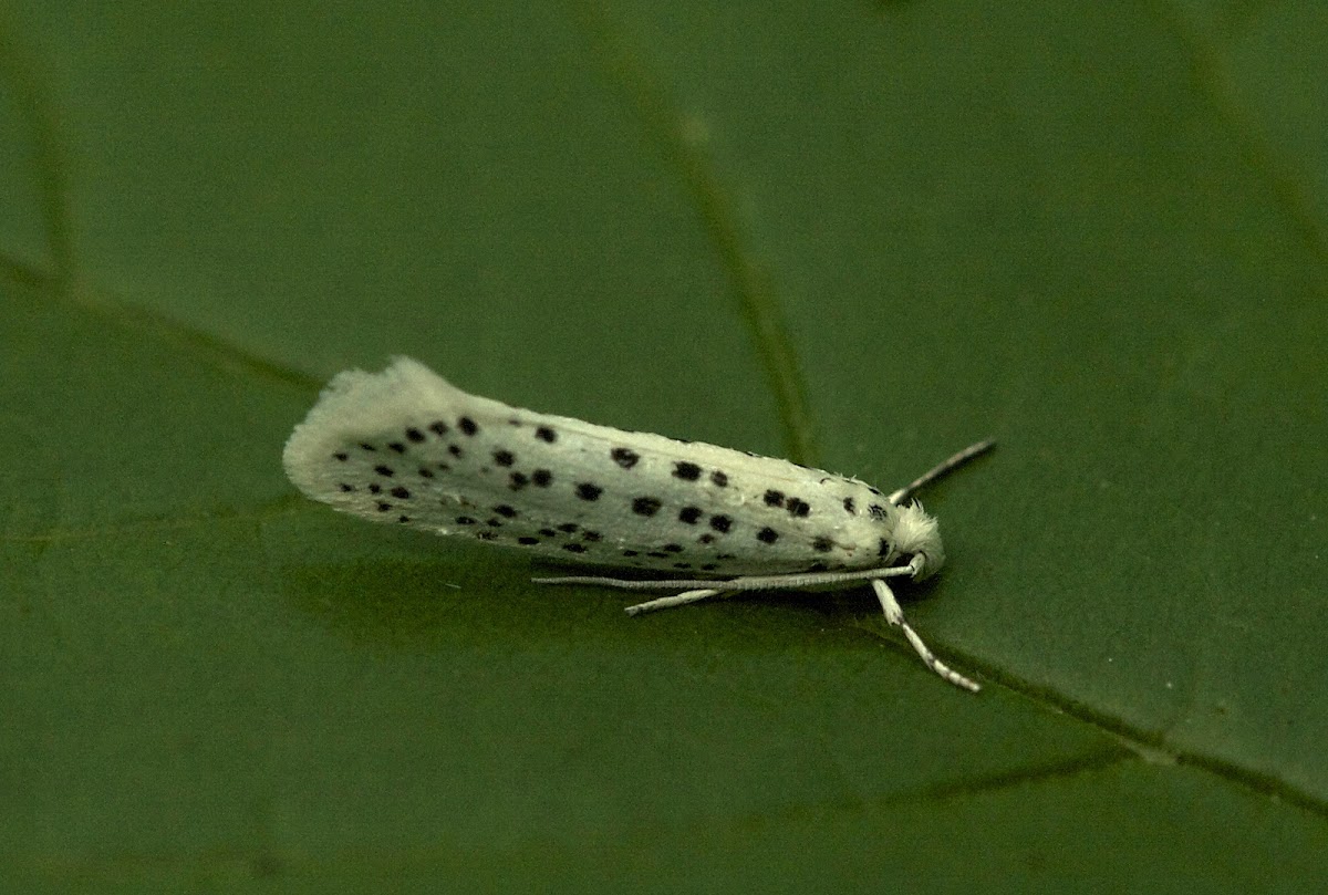 American Ermine Moth | Project Noah