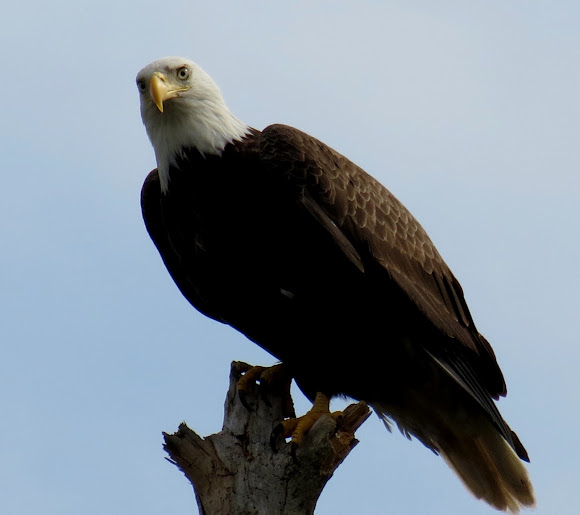 Bald eagle | Project Noah
