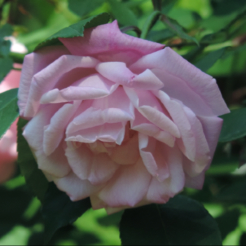 Redirecting to https://projectnoah.org/spotting/523737