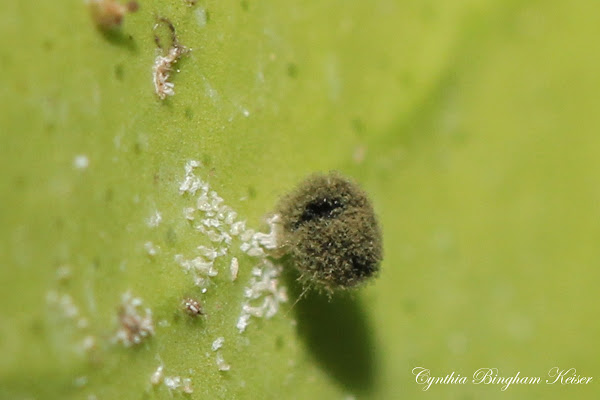 Unknown Cocoon | Project Noah