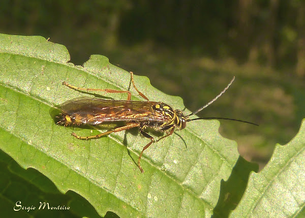 Vespa thynninae macho (Male Thynninae Wasp) | Project Noah