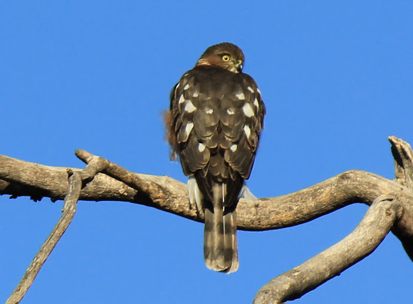 Sharp Shinned Hawk Juvenile | Project Noah