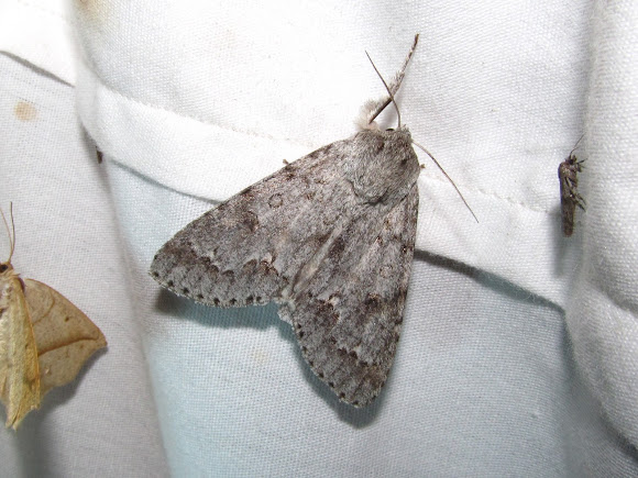 Fingered Dagger Moth | Project Noah