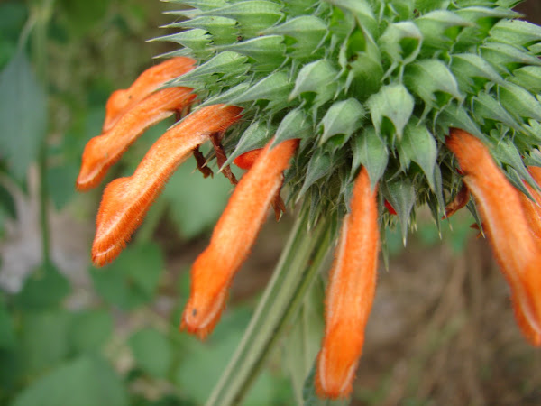 Lion's Ear | Project Noah