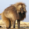 Gelada | Project Noah