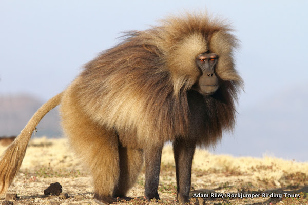 Gelada | Project Noah