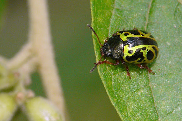 Calligrapha beetle | Project Noah