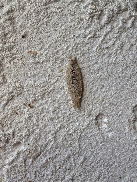 Moth Larva | Project Noah