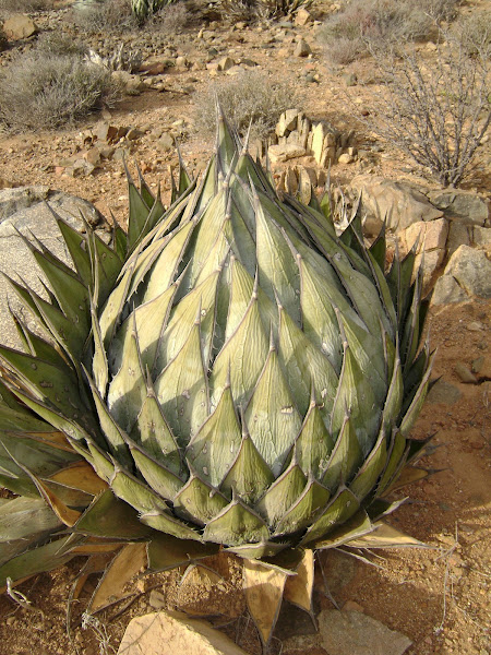 agave | Project Noah