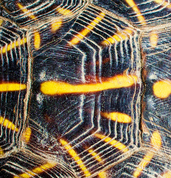 Ornate Box Turtle | Project Noah