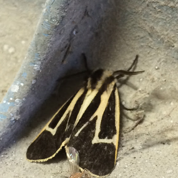 Banded Tiger Moth - Hodges#8170 | Project Noah