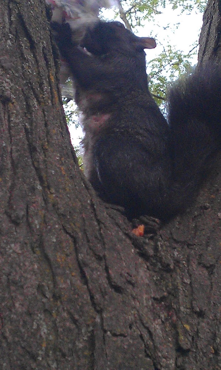 North American Grey squirrel | Project Noah