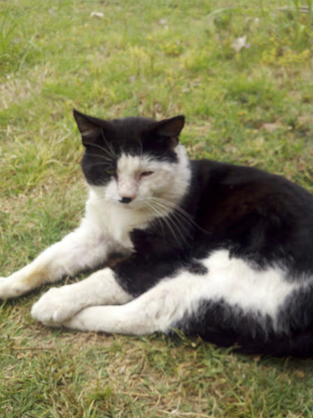 Cat, type unknown | Project Noah