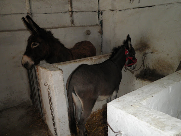 Burro catalán. Donkey | Project Noah