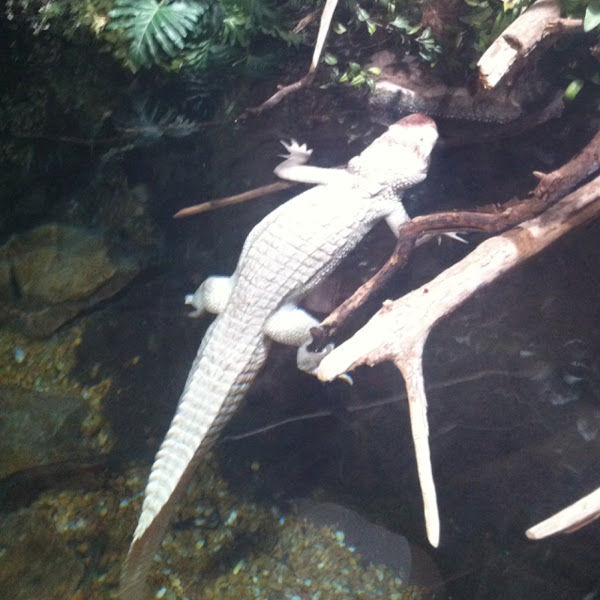 American Alligator | Project Noah