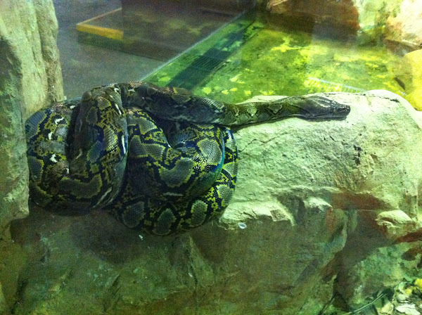 Burmese Python | Project Noah