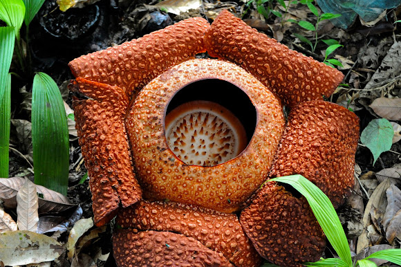 Rafflesia | Project Noah