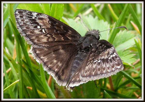 Wild Indigo Duskywing Butterfly | Project Noah