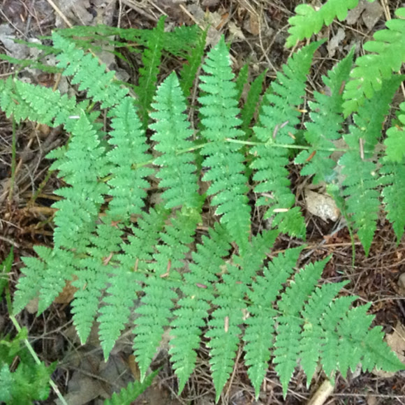 Intermediate wood fern | Project Noah