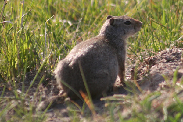 Uinta ground squirrel | Project Noah