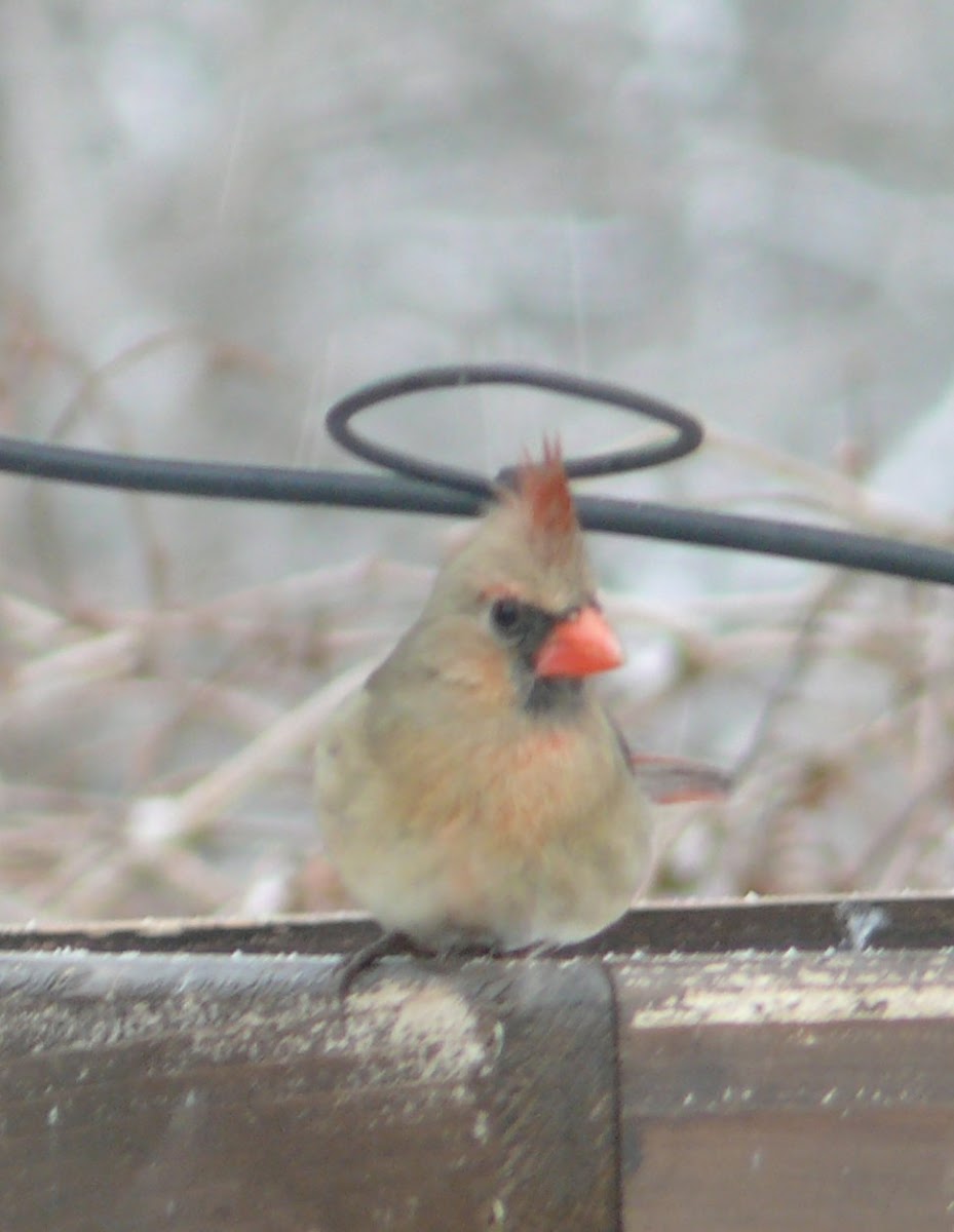 Northern Cardinal | Project Noah