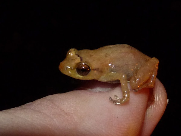 Dink frog | Project Noah