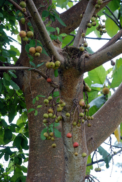 Goolar Fig Tree | Project Noah