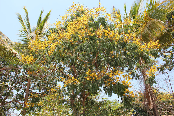 Yellow Flame Tree | Project Noah