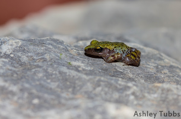 Cliff Chirping Frog | Project Noah