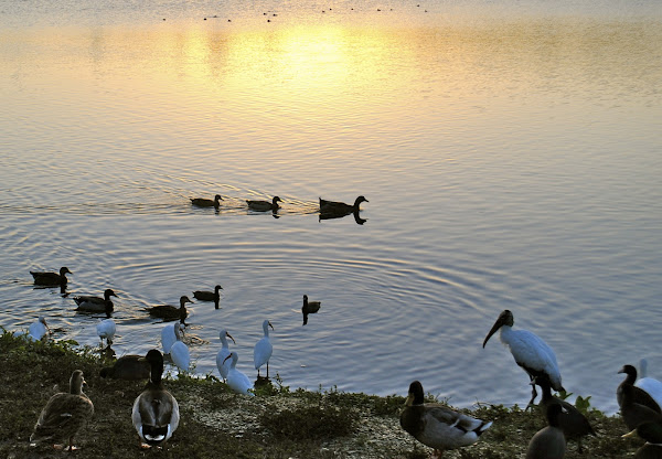 Wood Stork | Project Noah