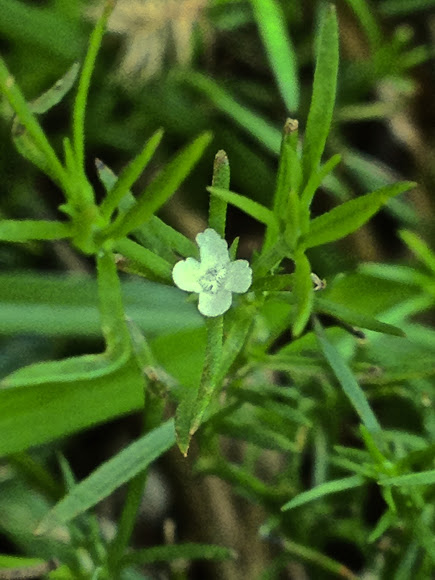 Rust Weed | Project Noah