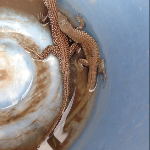 Canyon Spotted Whiptail | Project Noah