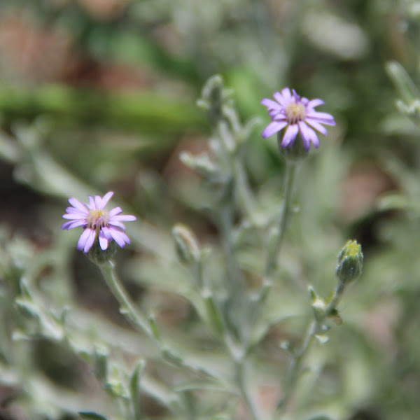 New Holland Daisy | Project Noah