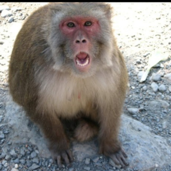 Monkey | Project Noah