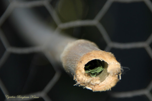 Leafcutter Bee | Project Noah