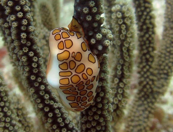 Flamingo Tongue Snail | Project Noah