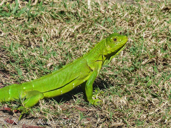 Green iguana (female) | Project Noah