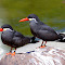Inca Tern | Project Noah