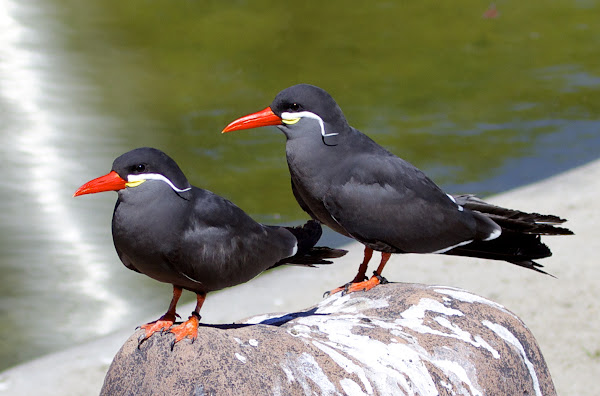 Inca Tern | Project Noah