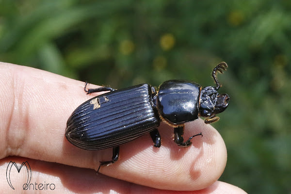 Passalid beetle | Project Noah