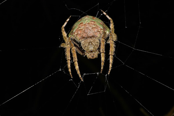 Spider | Project Noah
