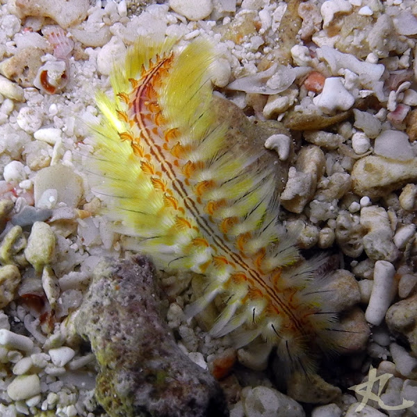 Dark-lined Fire Worm | Project Noah