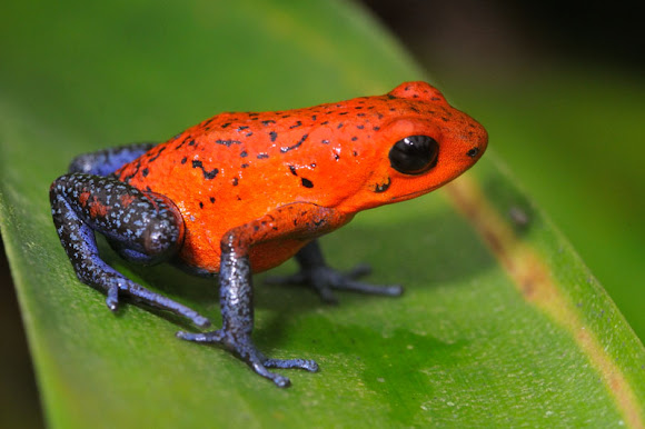 Blue Jeans Poison Dart Frog | Project Noah
