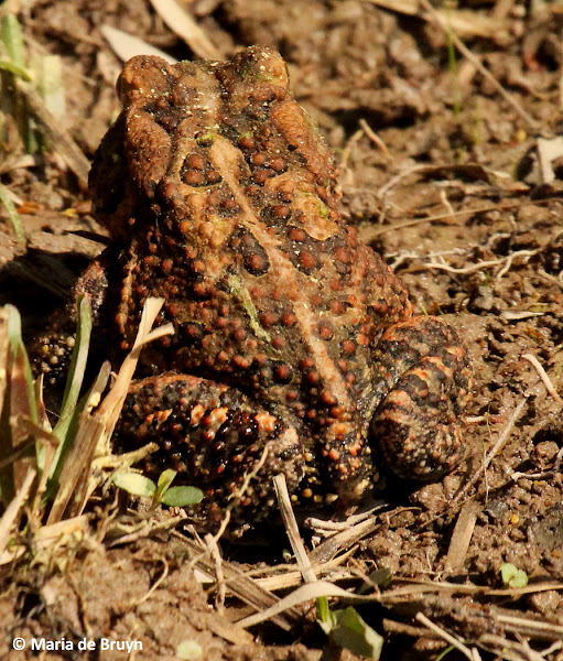 Fowler's toad | Project Noah